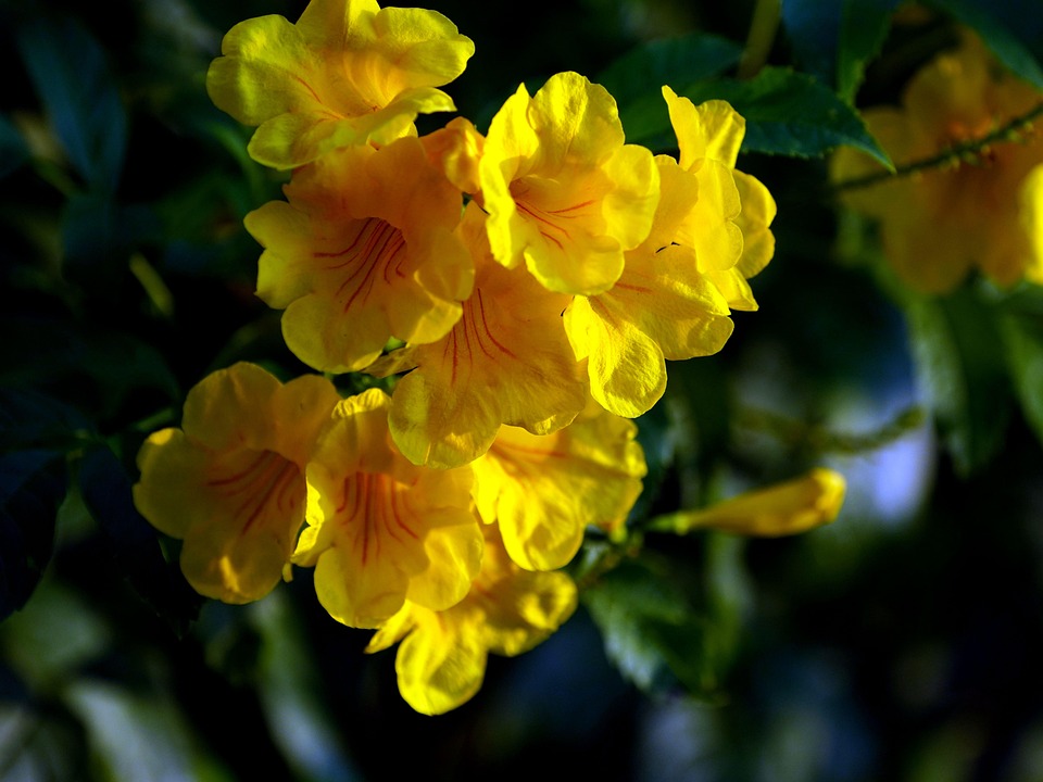 Fleurs Jaunes Jaune Cloches - Photo gratuite sur Pixabay - Pixabay