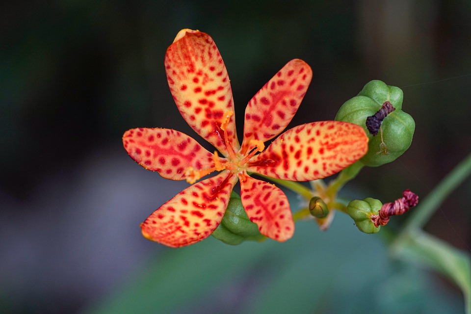 Blackberry Lily Leopard Flower - Free photo on Pixabay