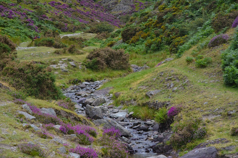 Río Arroyo Naturaleza - Foto gratis en Pixabay - Pixabay