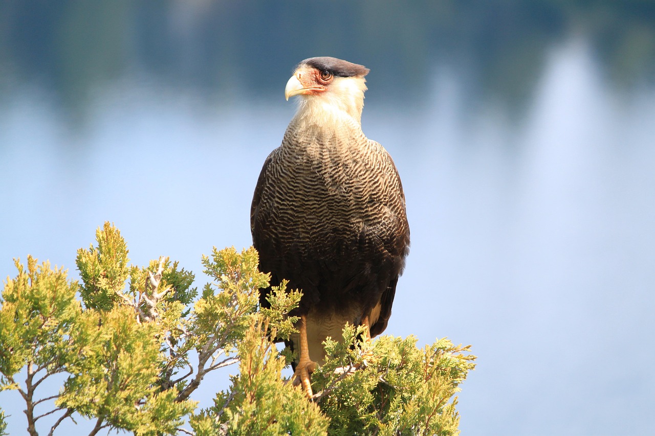 Eagle Bird Perched - Free photo on Pixabay - Pixabay