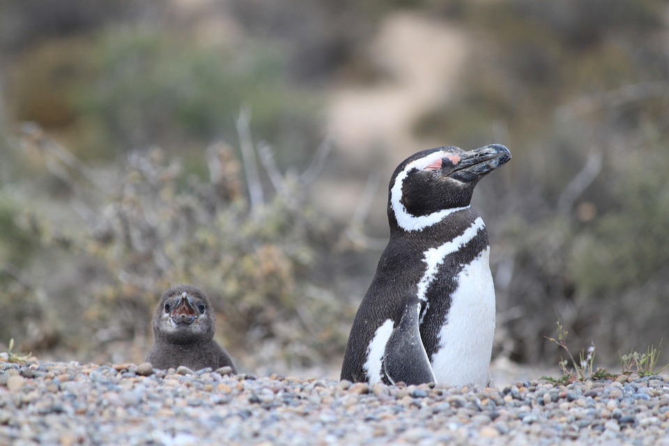 Penguin Magellanic Bird - Free photo on Pixabay - Pixabay