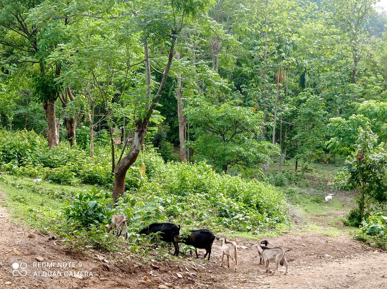 Meghalaya West Garo Hills - Free photo on Pixabay - Pixabay