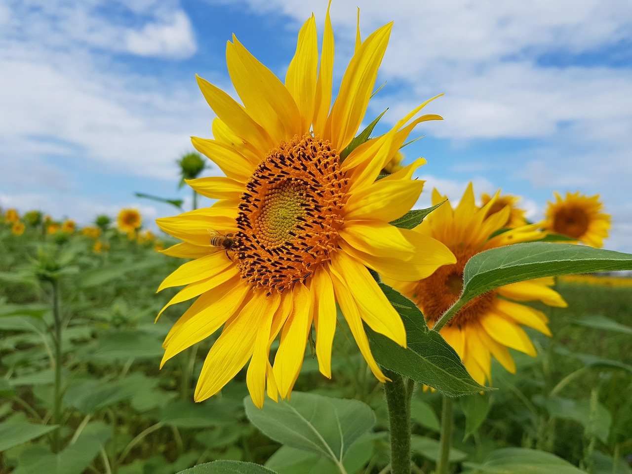 Sunflowers Flowers Field Sunflower - Free photo on Pixabay - Pixabay