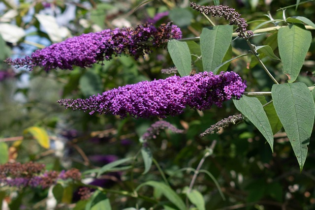 Summer Lilac Butterfly Bush Purple - Free photo on Pixabay - Pixabay
