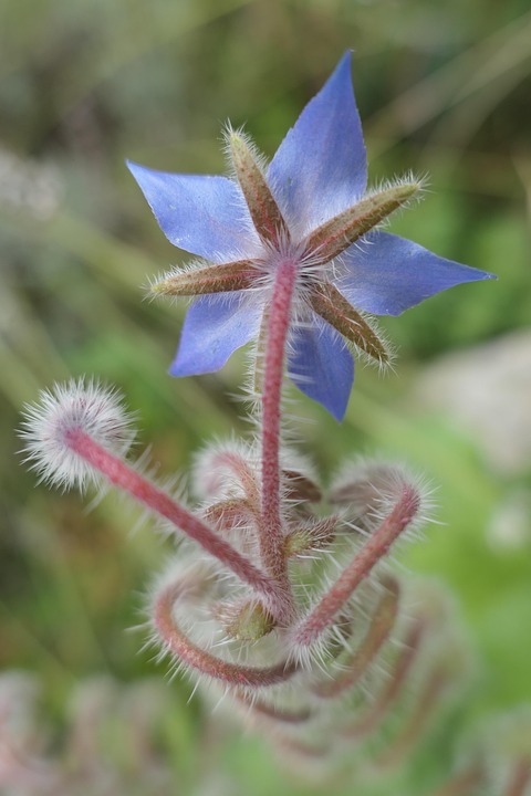 Borretsch Sternenblume Blume - Kostenloses Foto auf Pixabay