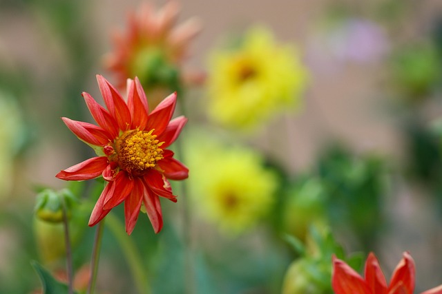 Zinnia Bunga Merah - Foto gratis di Pixabay - Pixabay