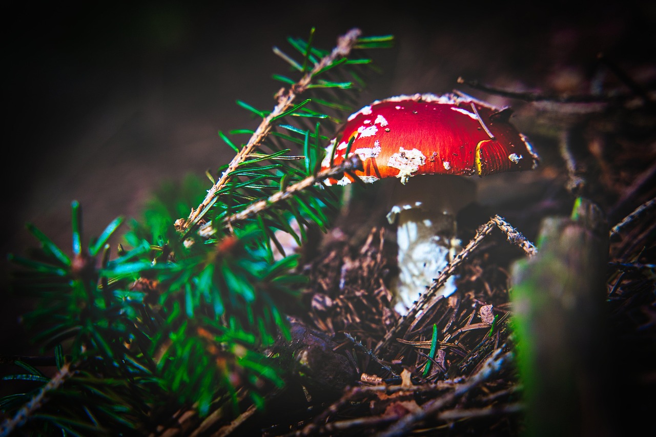 Toadstool Mushroom Fungus - Free photo on Pixabay - Pixabay