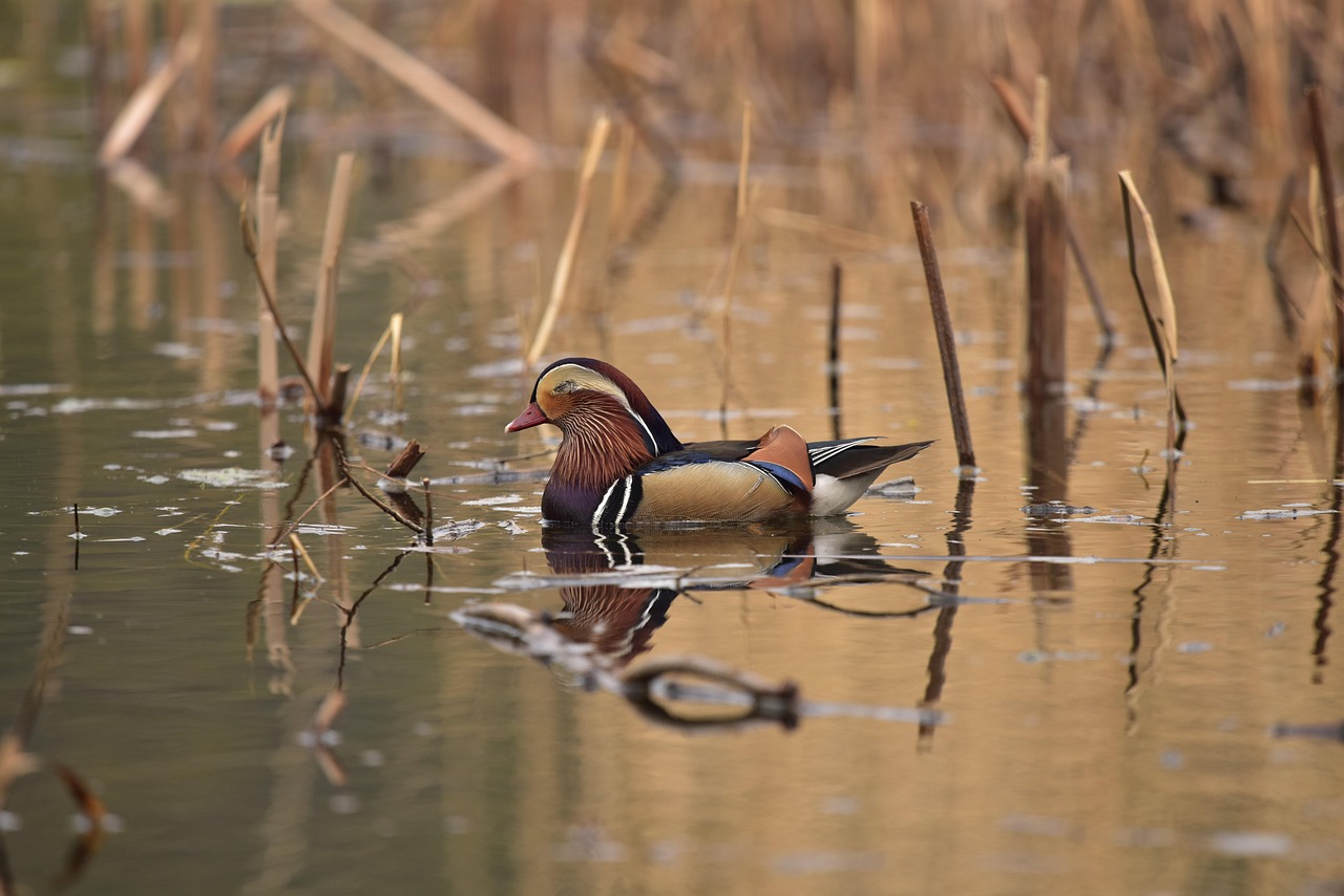 Mandarin Duck Bird Water - Free photo on Pixabay - Pixabay