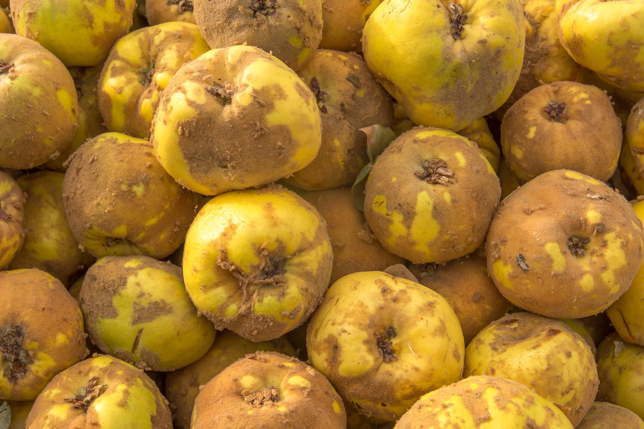 Fruit Coing Récolter En Bonne - Photo gratuite sur Pixabay - Pixabay