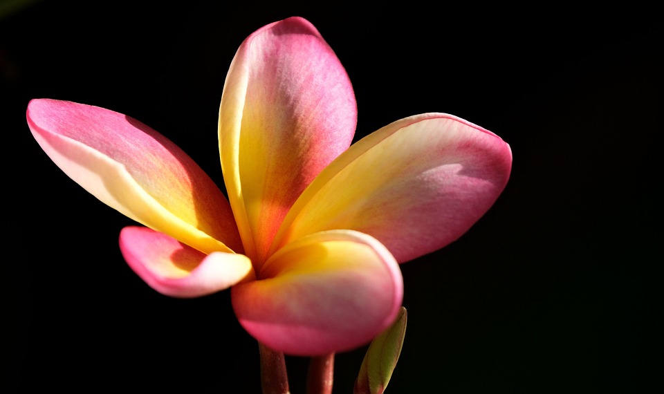 Flower Frangipani Bloom - Free photo on Pixabay