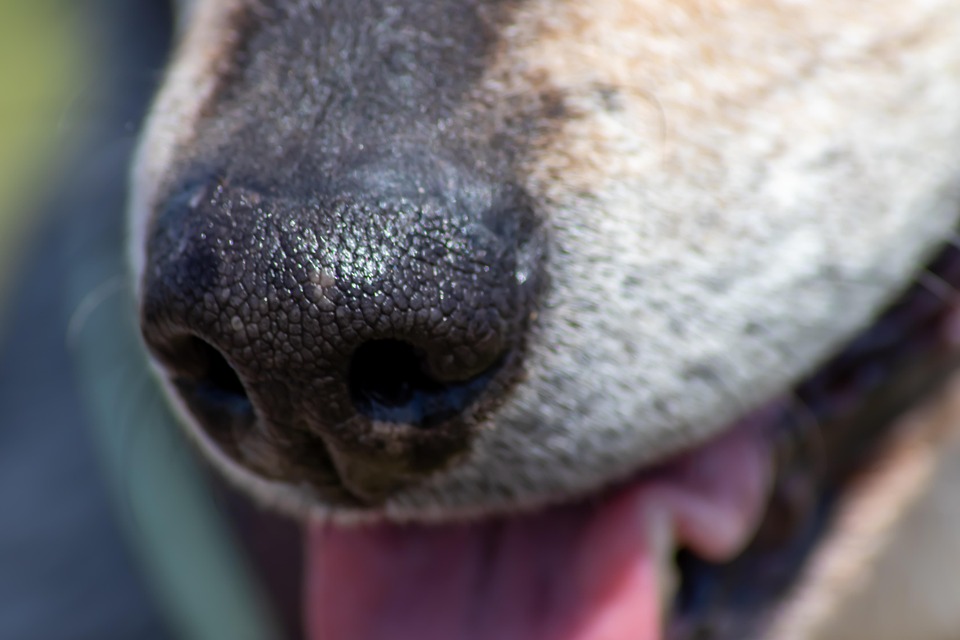 Dog Snout Dog'S Nose - Free photo on Pixabay - Pixabay