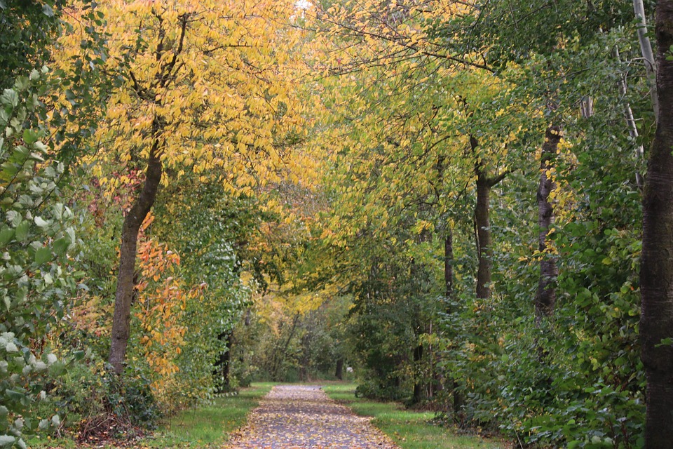 Nature Chemin En Plein Air - Photo gratuite sur Pixabay - Pixabay