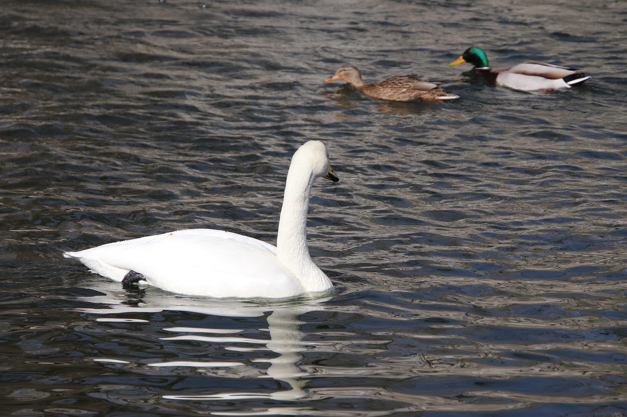 Cisne Pato Selvagem Pássaros - Foto gratuita no Pixabay