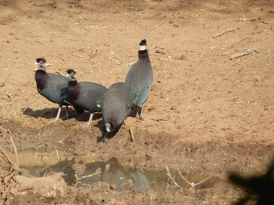 Gueni Fowel Vögel - Kostenloses Foto auf Pixabay - Pixabay