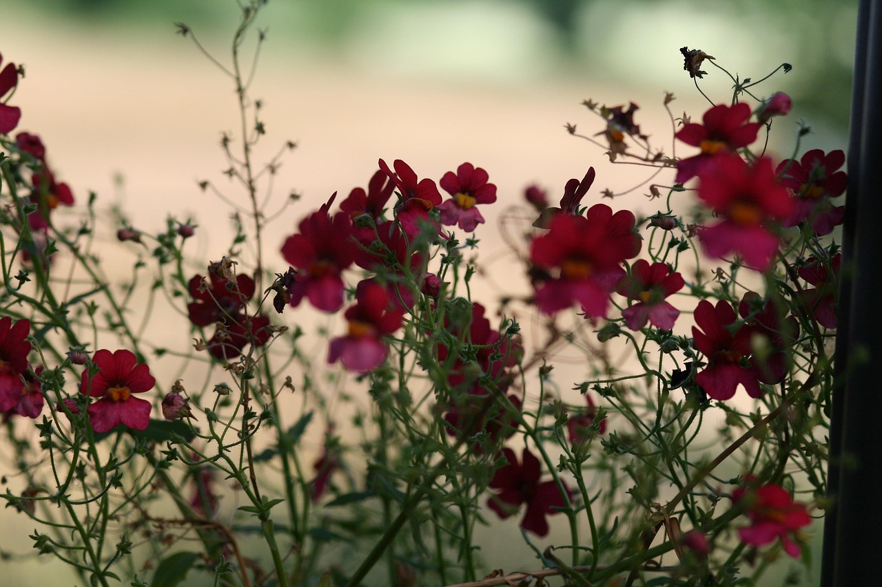 Jardim - Foto gratuita no Pixabay - Pixabay
