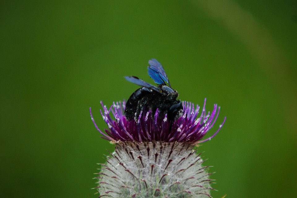 Bee Insect Pollinate - Free photo on Pixabay - Pixabay