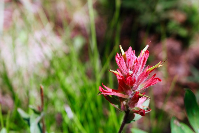 Indian Paintbrush Flower Plant - Free photo on Pixabay - Pixabay