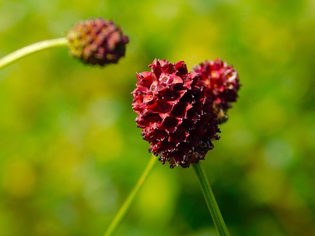 Grande Pimprenelle Fleurs Plantes - Photo gratuite sur Pixabay - Pixabay