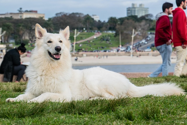 Köpek Evcil Hayvan Beyaz - Pixabay'de ücretsiz fotoğraf - Pixabay