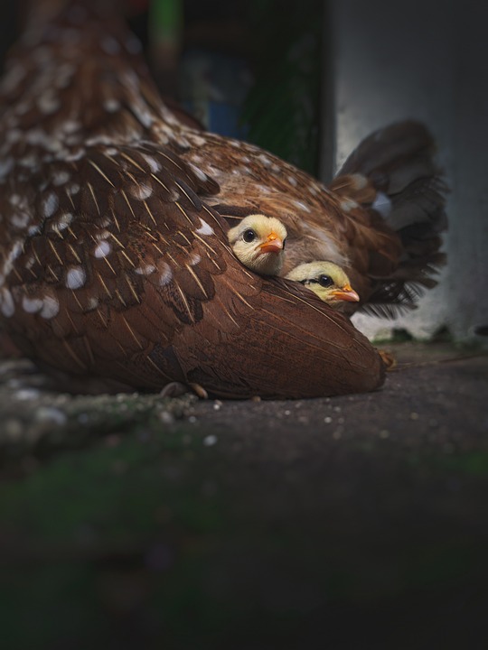 Chicks Chicken Birds - Free photo on Pixabay - Pixabay