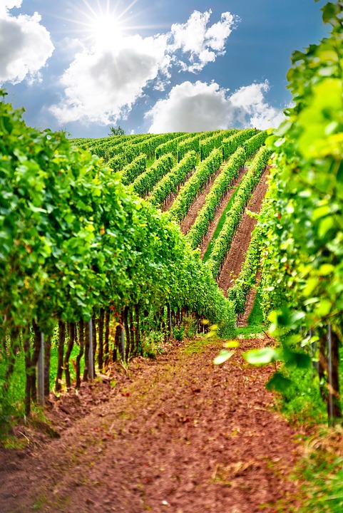 Vignoble Sur Le Terrain Colline - Photo gratuite sur Pixabay - Pixabay