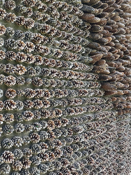 Cones Pine Nature - Free photo on Pixabay - Pixabay