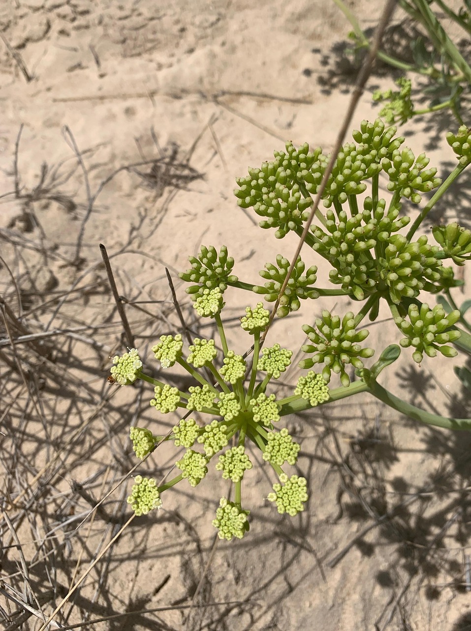Sea Fennel Samphire Habonim Beach - Free photo on Pixabay - Pixabay