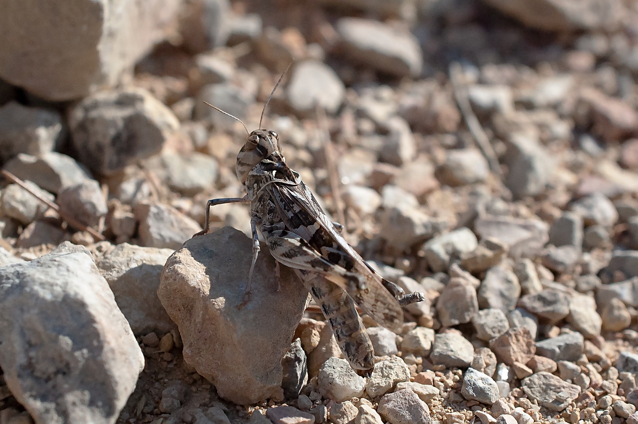 Grasshopper Insect Mantodea - Free photo on Pixabay - Pixabay