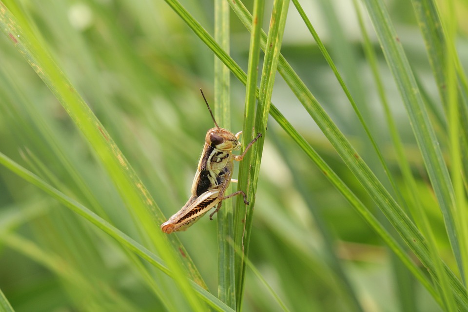 Grasshopper Insect Mantodea - Free photo on Pixabay