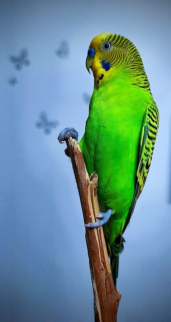 Budgerigar Parrot - Free photo on Pixabay