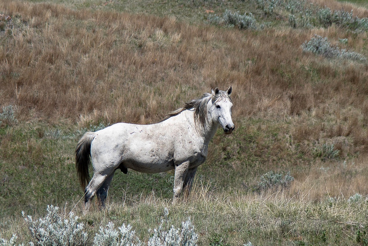 Caballo Animal Mamífero - Foto gratis en Pixabay - Pixabay