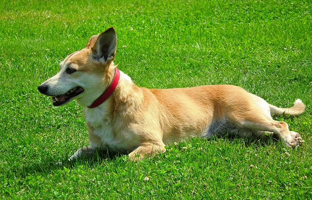 Dog Pet Canine - Free photo on Pixabay
