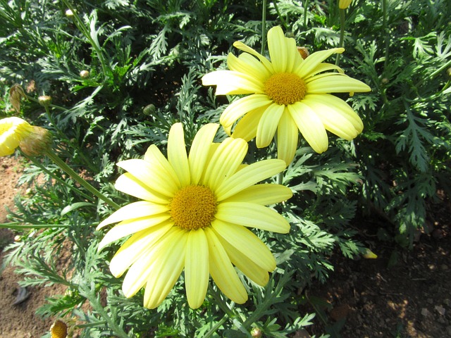 Margarida Flor Natureza - Foto gratuita no Pixabay - Pixabay