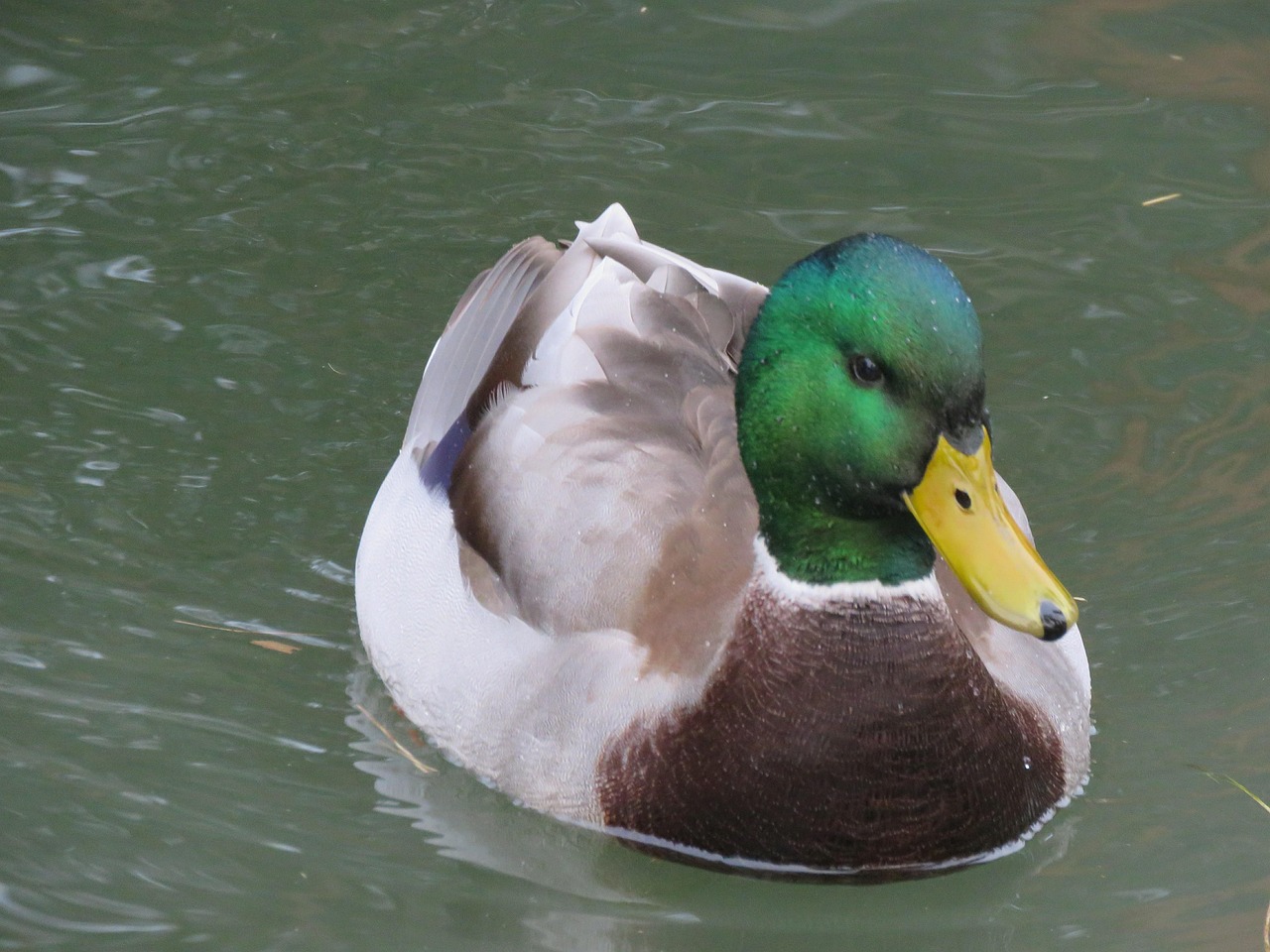 Pato Masculino - Foto gratis en Pixabay