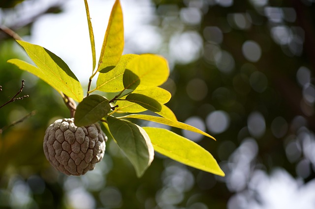 10,000+ Free Custard Apple & Apple Images - Pixabay