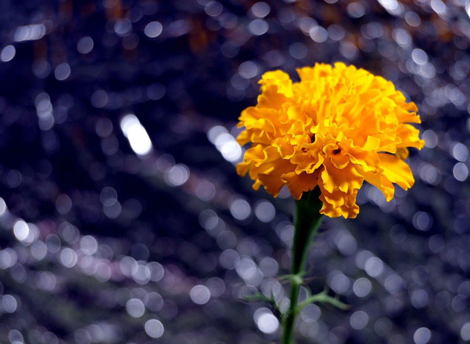Maravilla Flor Planta - Foto gratis en Pixabay - Pixabay