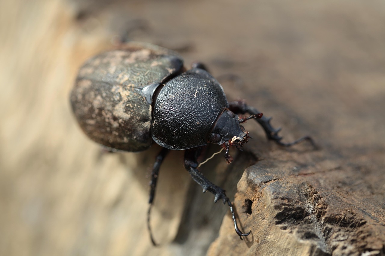 Dung Beetle Bettle Insect - Free photo on Pixabay
