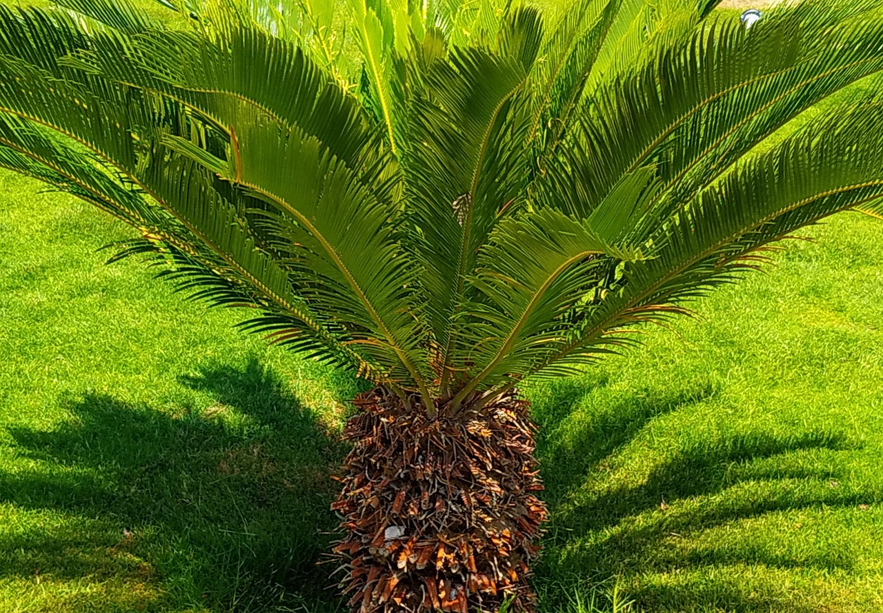 Palme Garten Natur - Kostenloses Foto auf Pixabay - Pixabay