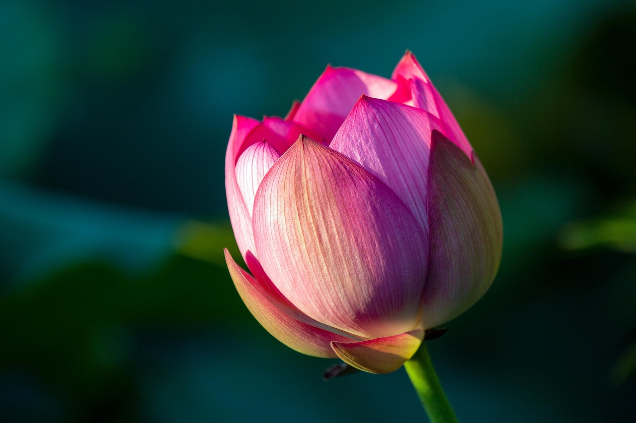 Flower Lotus Bloom - Free photo on Pixabay - Pixabay