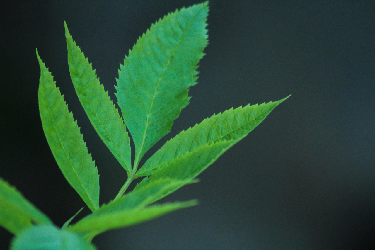 30,000+ Free Ash Tree & Nature Images - Pixabay