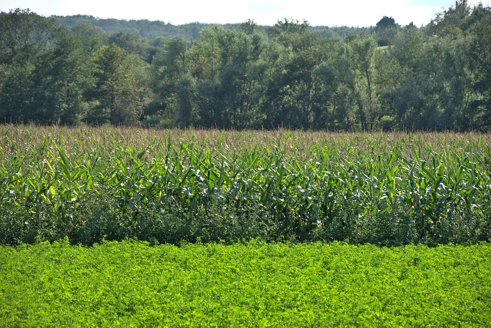 Nature Field Meadow - Free photo on Pixabay