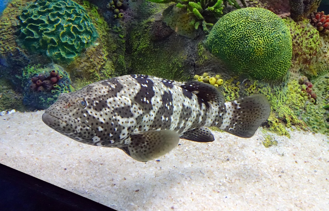 10,000+ Free Grouper Fish & Fish Images - Pixabay