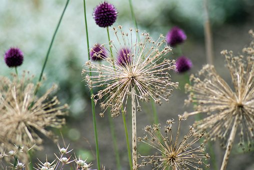 Allium Flowers Dried Dry - Free photo on Pixabay