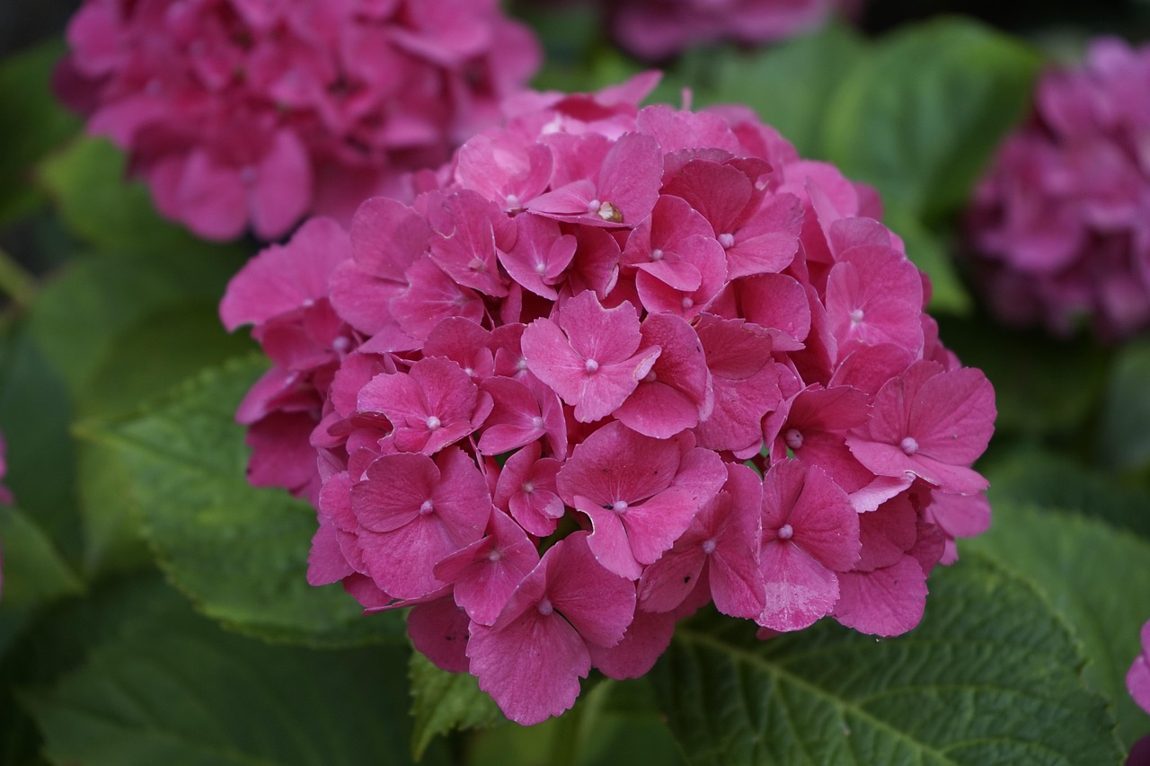 Blumen Hortensie Blüte - Kostenloses Foto auf Pixabay - Pixabay