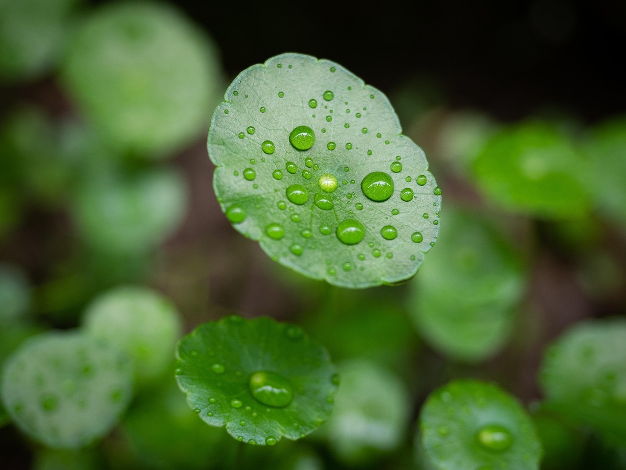 Pennywort Leaves Dew - Free photo on Pixabay - Pixabay