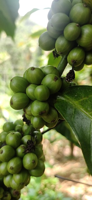 Café Frutas Planta Frutos - Foto gratis en Pixabay - Pixabay