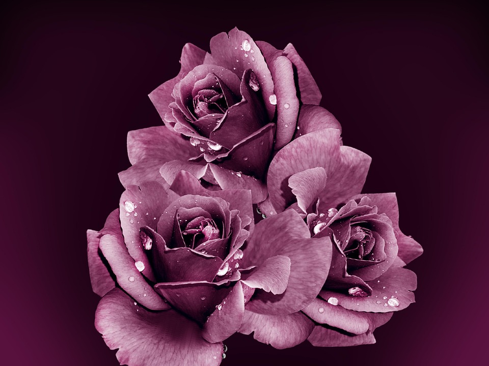 Des Roses Violet Bouquet - Photo gratuite sur Pixabay - Pixabay