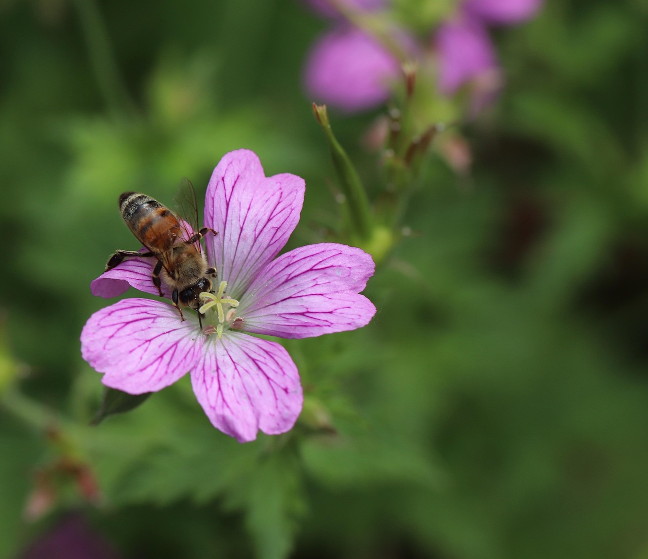 Abeja Insecto Geranio - Foto gratis en Pixabay - Pixabay