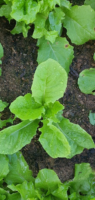 Lechuga Vegetal Orgánico - Foto gratis en Pixabay - Pixabay