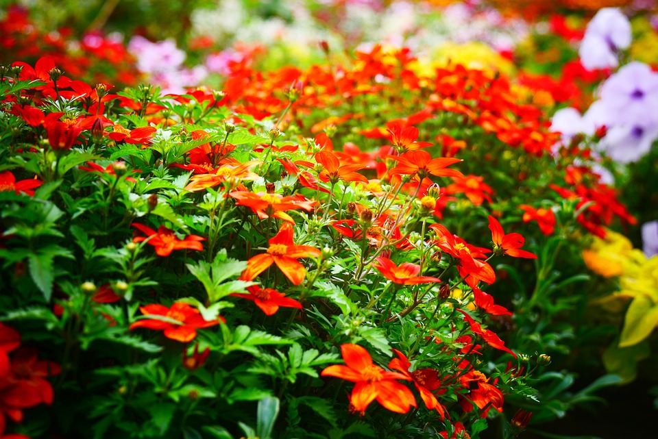Flowers Garden Red - Free photo on Pixabay - Pixabay
